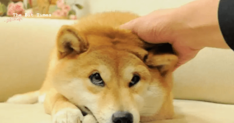 Dog Kabosu: The Iconic Shiba Inu Behind The Memes 2024
