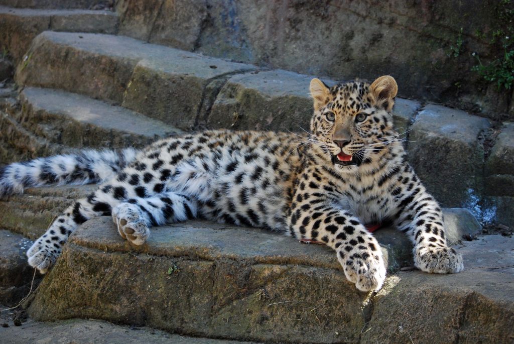 Amur Leopard: Urgent Action To Avoid Extinction