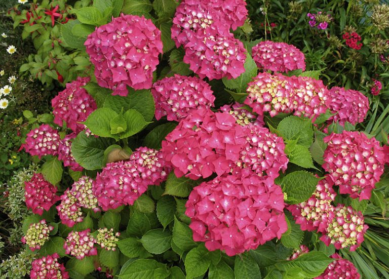 Bunga Hydrangea: 3 Panduan Lengkap Charm Di Taman Anda